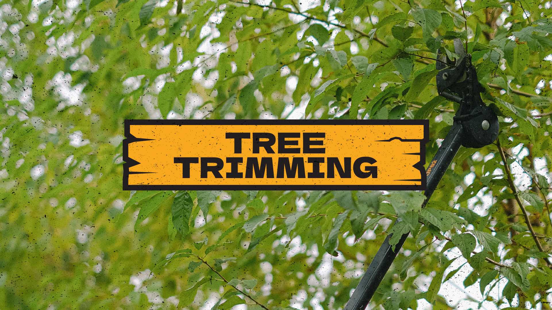 Taupo Arborist | Tūrangi Tree Fellas